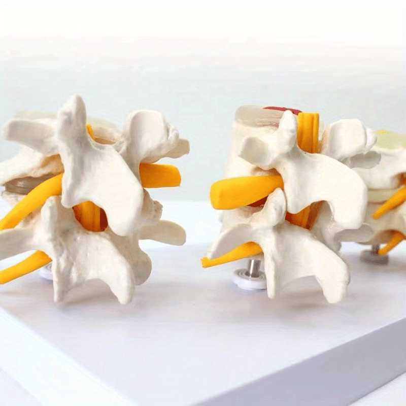 Lumbar Normal Lesion Combination Model Intervertebral Disc Pain ...