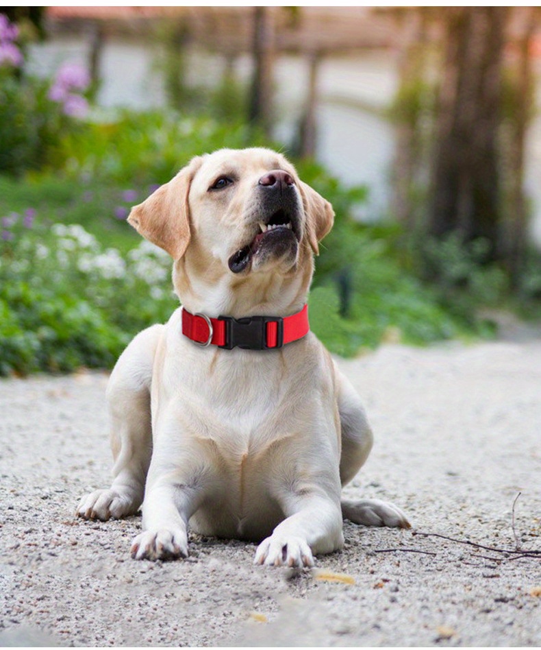 Orange Personalized Dog Collar Custom Pet Customized Id - Temu United ...