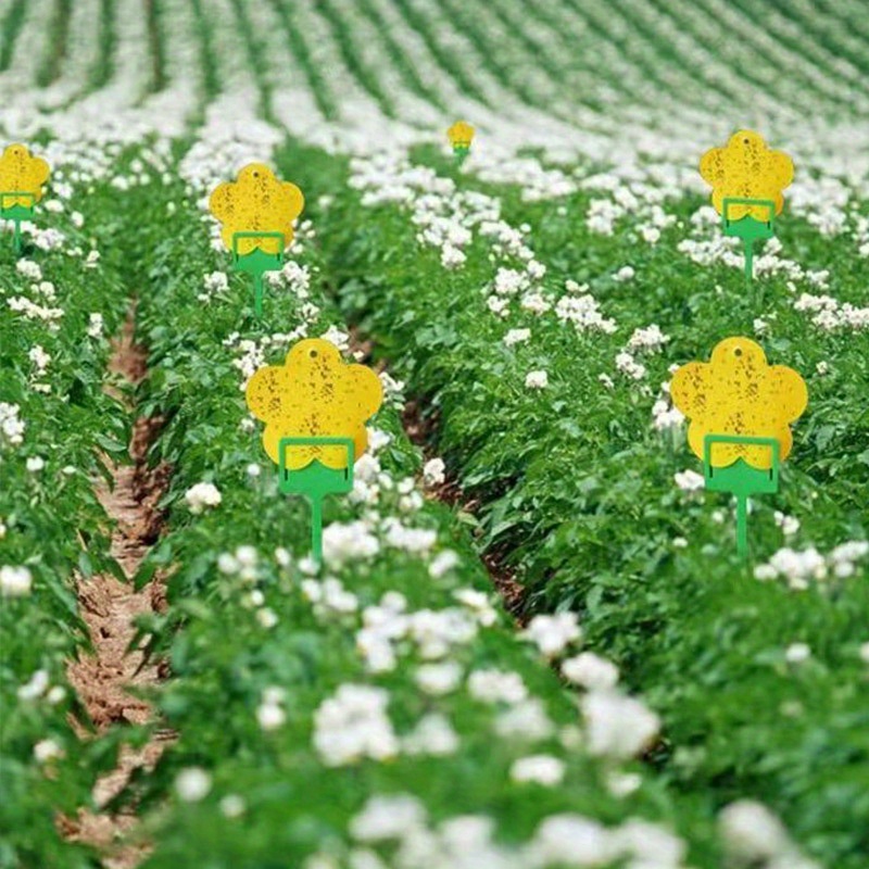 One Set Sticky Trap Fruit Fly Pest Insect Trap Catchers Yellow Sticky ...