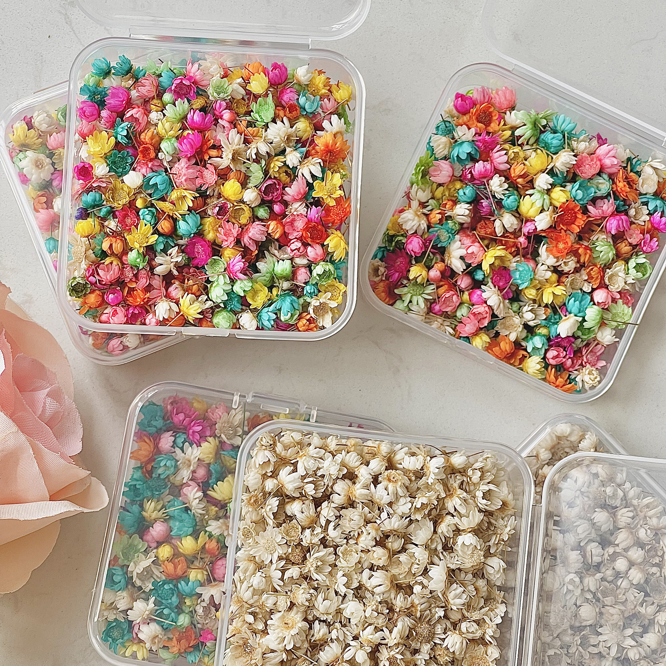 Small Star Flowers Real Dried Pressed Flowers Bulk Resin Diy - Temu ...