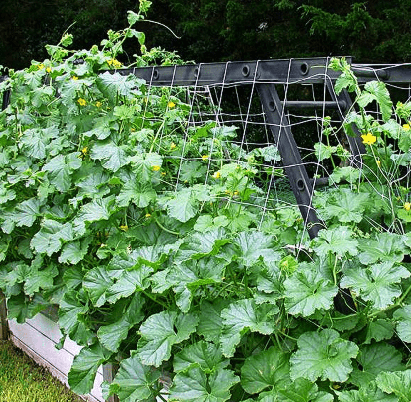 Trellis Netting Garden Netting Climbing Plants Vegetables - Temu New ...