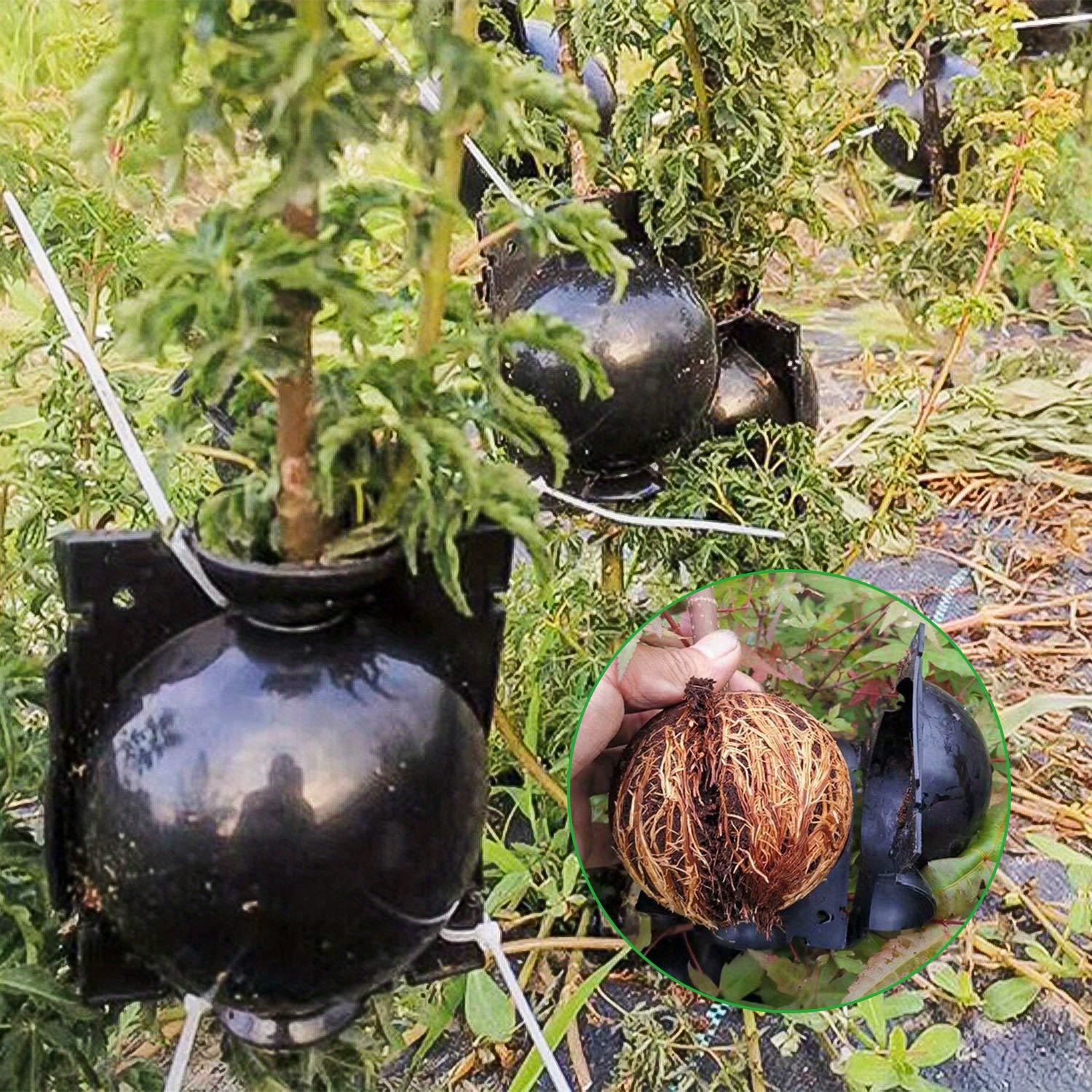 10pcs reusable growth box cutting grafting garden root breeding ball ...