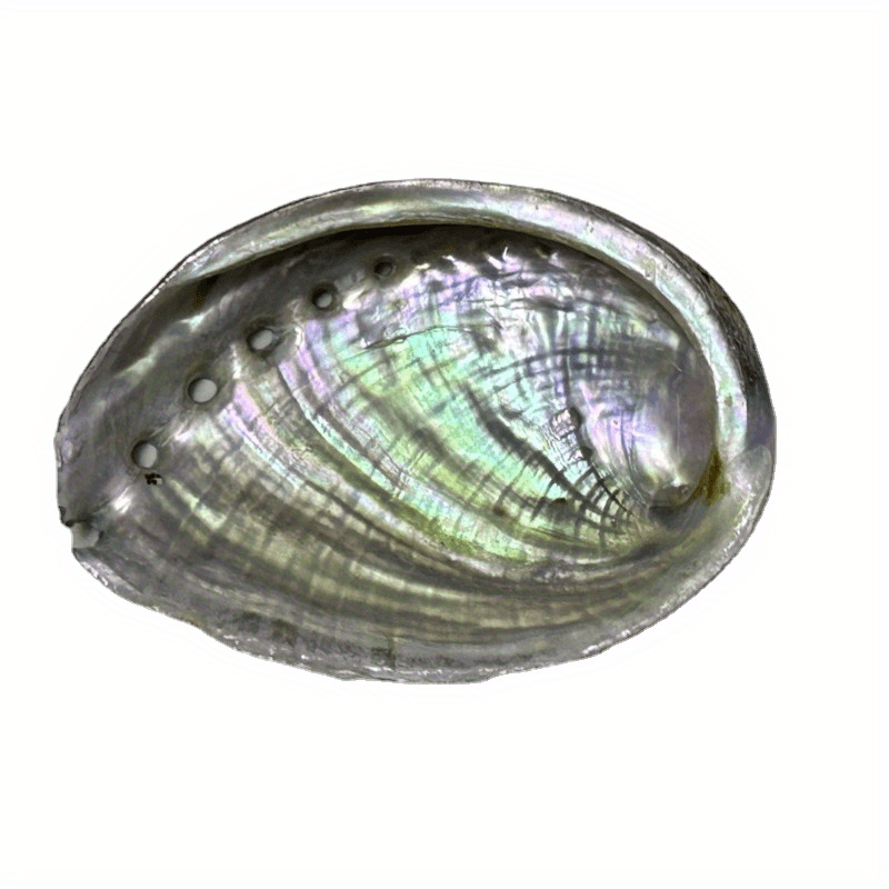 Larger Abalone Seashells For Sage Smudging Burning Incense - Temu