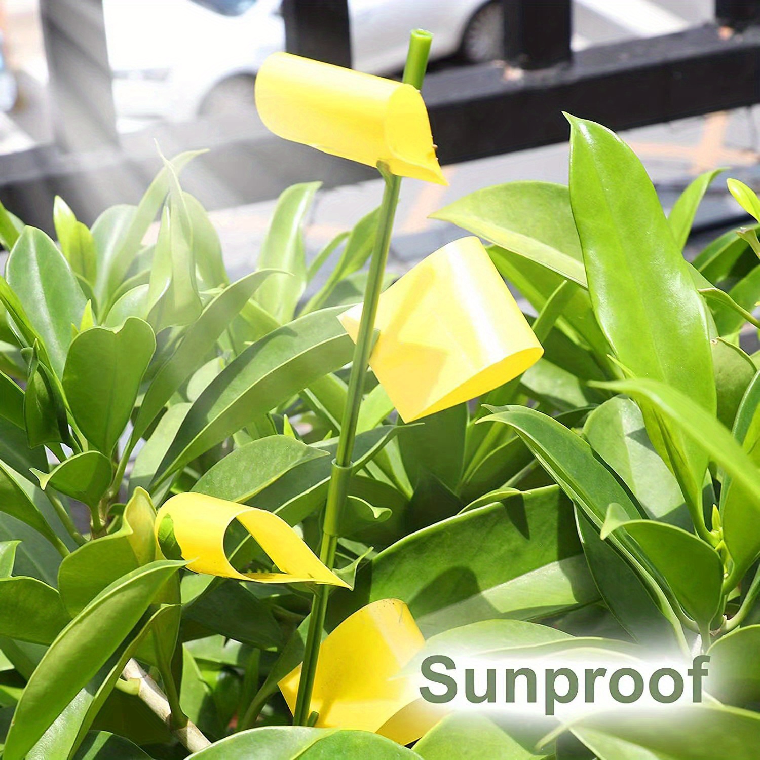 Sticky Houseplant Traps Stakes Yellow Insect Trap Fungus - Temu Australia
