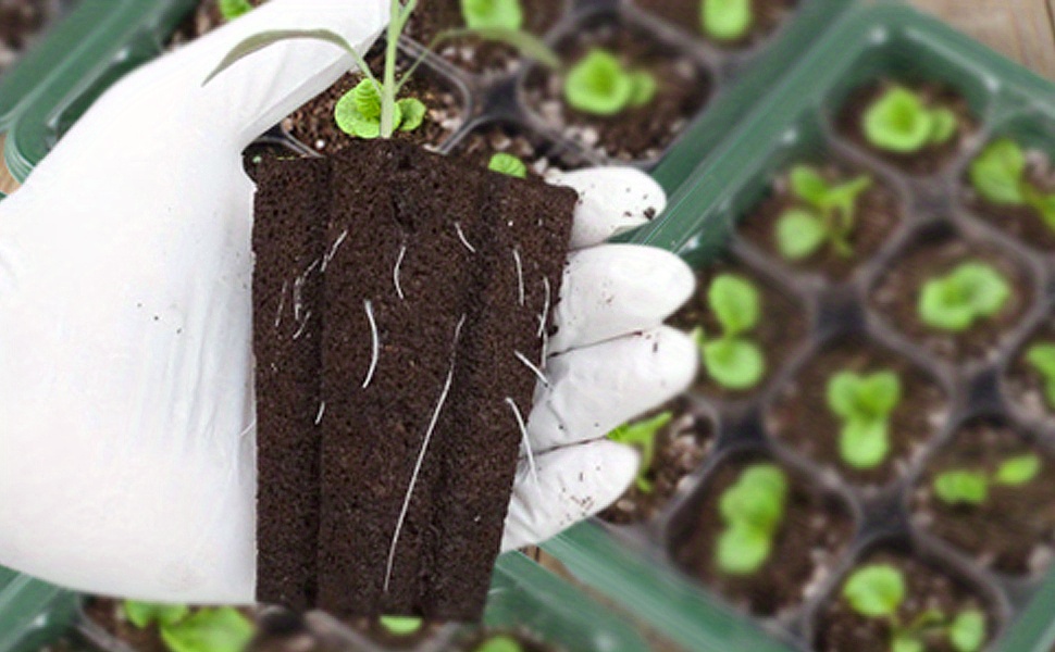 : Seed Kit 2 Strip 40 - Temu Canada