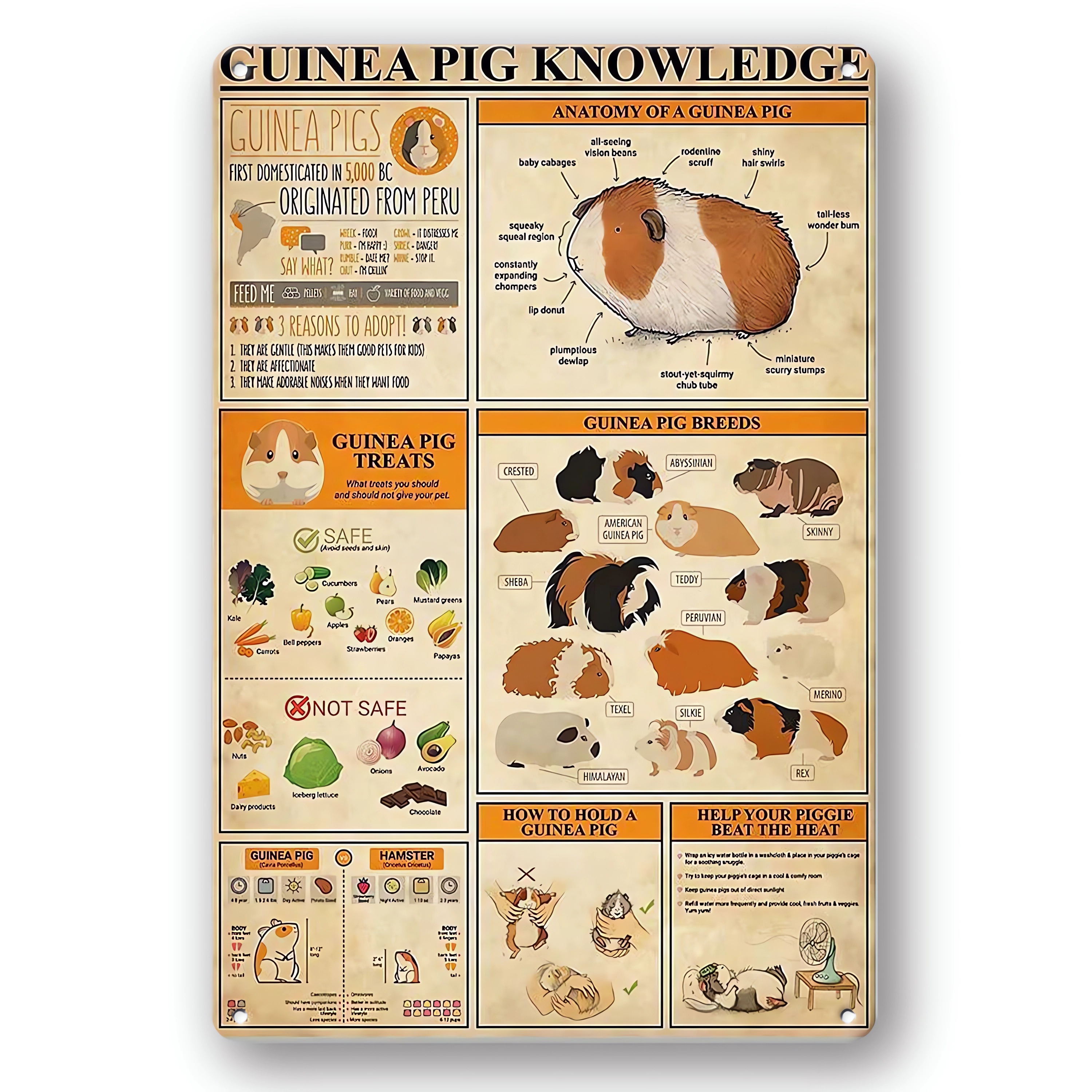 Guinea Pig Type Knowledge Metal Tin Logo Vintage Tin Logo - Temu Australia