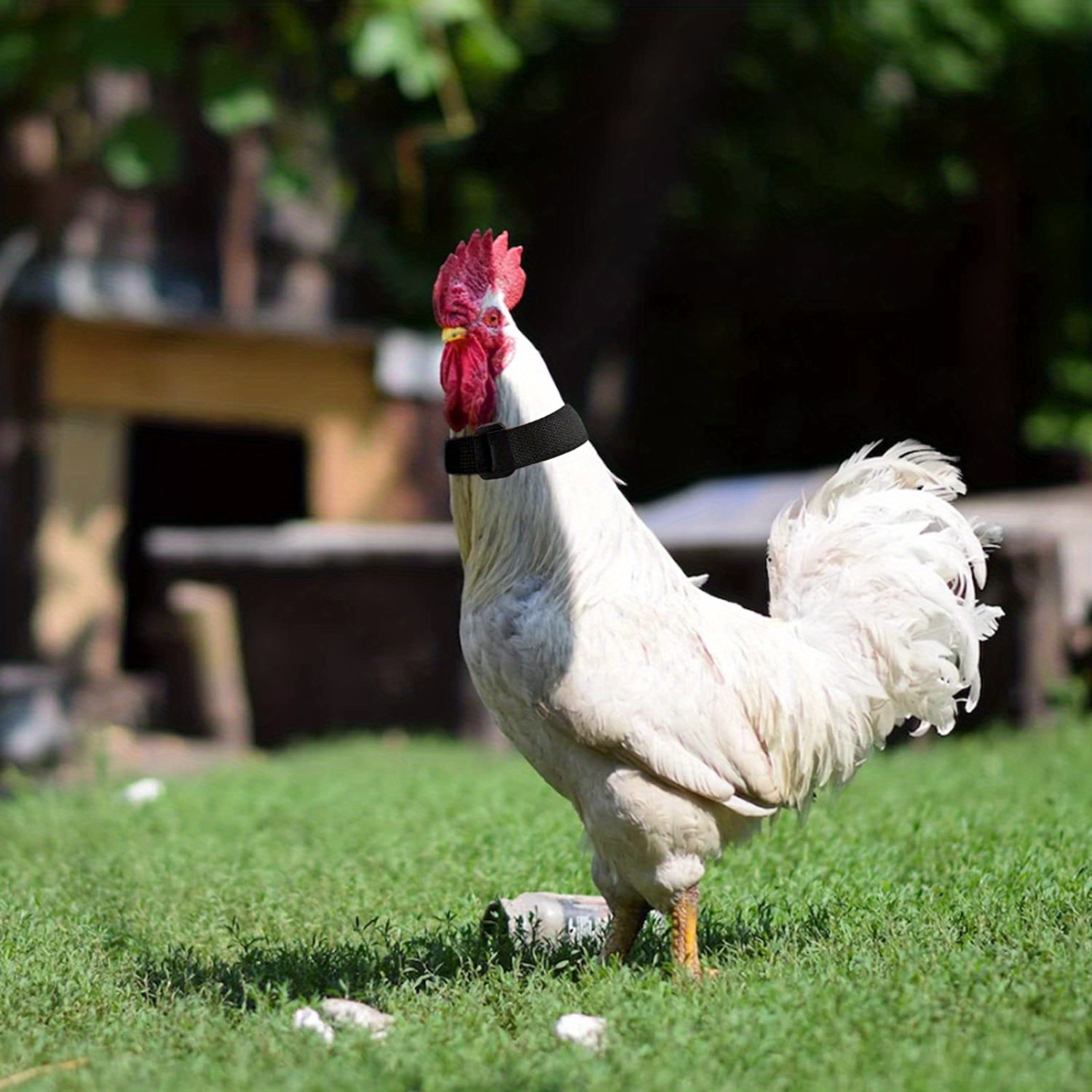 Collar Nylon Neck Belt Chicken Neckband Anti Crow - Temu Australia