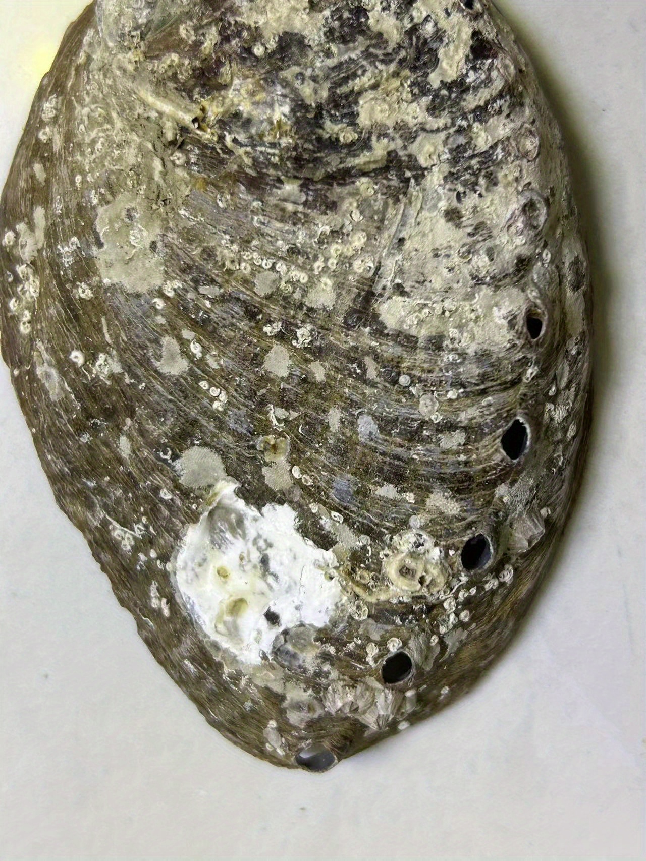 Larger Abalone Seashells For Sage Smudging Burning Incense - Temu