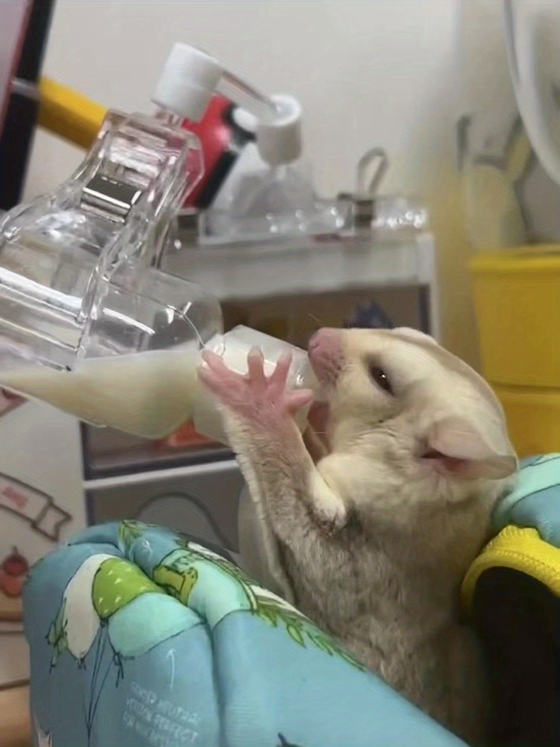 Feeder Hands Small Pet Water - Temu Australia