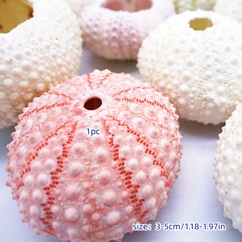 Charming Natural Sea Urchin Shell Perfect For Aquarium Decor Micro ...