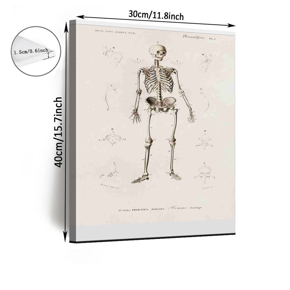inspired Skeleton Anatomy Canvas Print - Temu
