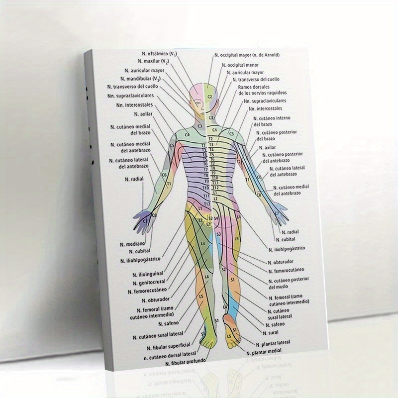 Muscle Nerve Chart