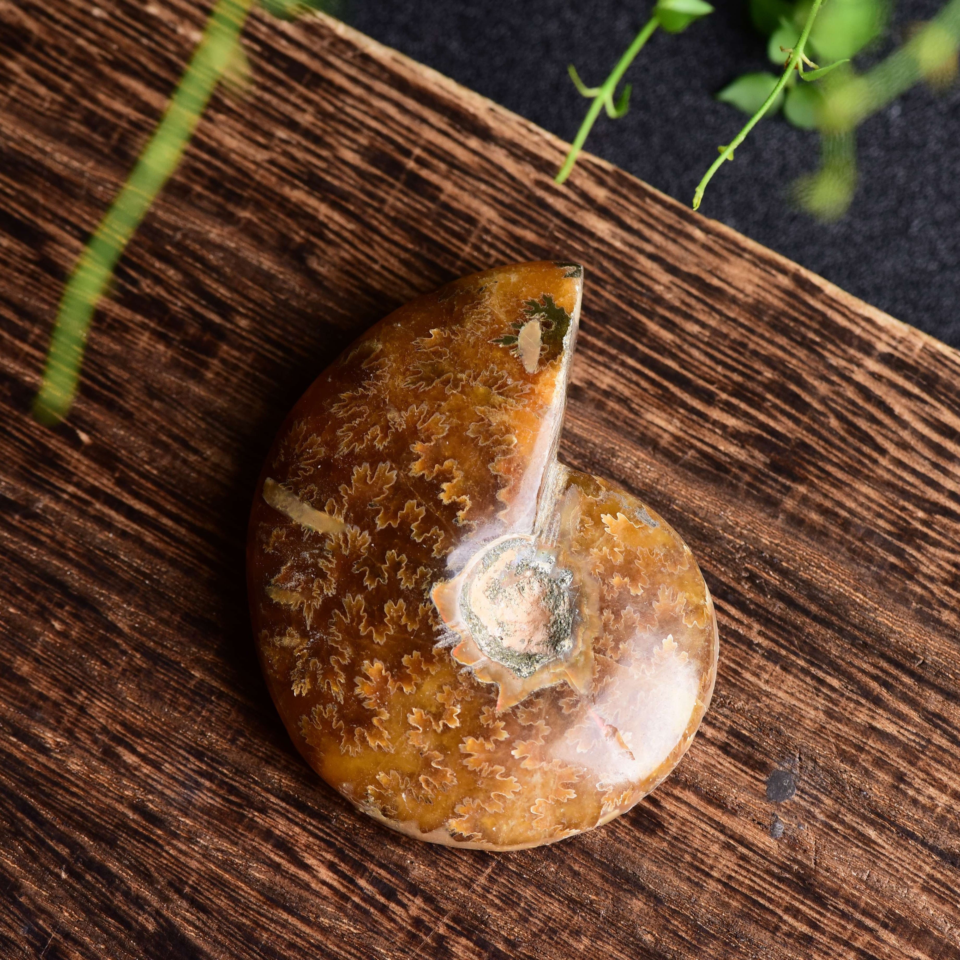 Aaa+ Natural Mottled Conch Shell Long History Rough - Temu Australia