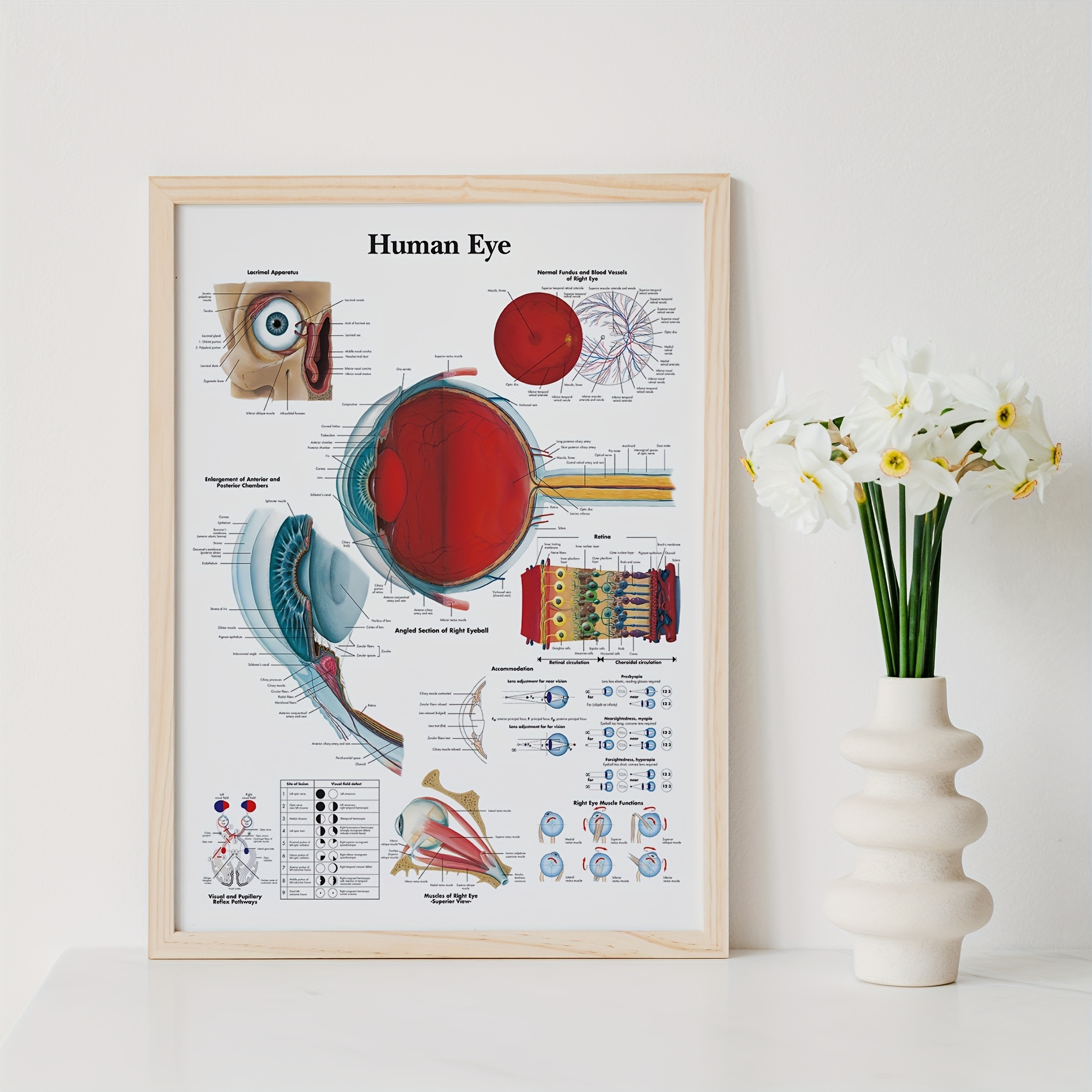 set of 3 vintage anatomy posters perfect wall decor for home or office ...