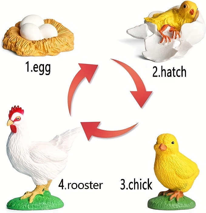 Chicken Life Cycle Figurines Realistic Animal Growth Cycle - Temu Australia