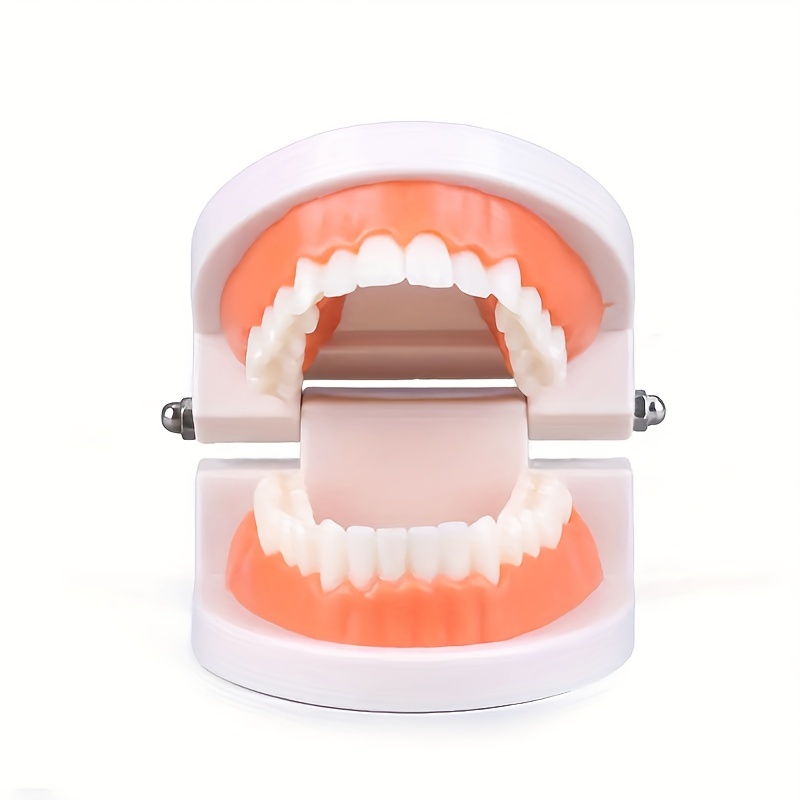 1pc 치과 모델 구강 모델 유치원 치과 모델 학생들에게 치아를 올바르게 닦는 방법 교육 치과 디스플레이 모 Temu