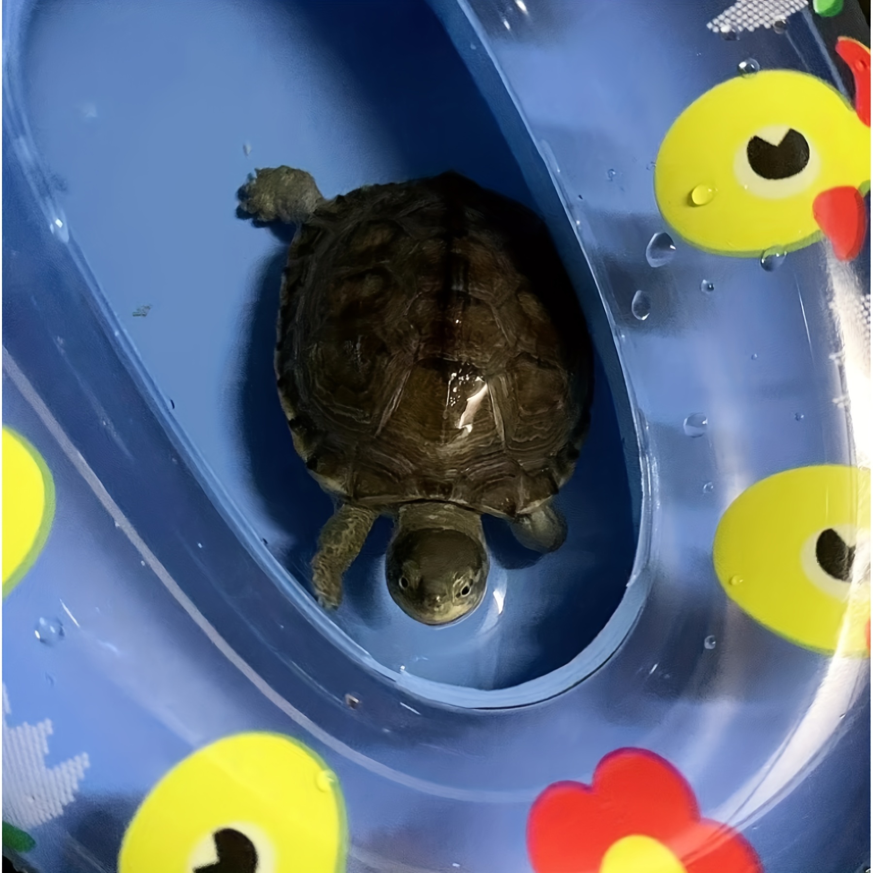 1pc Pet Small Turtle Swimming Ring Fish Pool Turtle Pool Floating ...