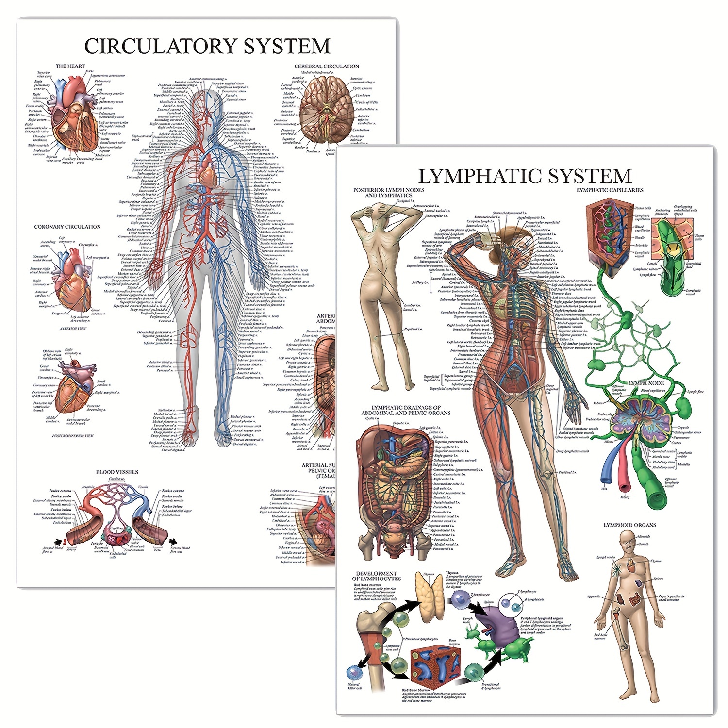Endocrine System Wall Chart