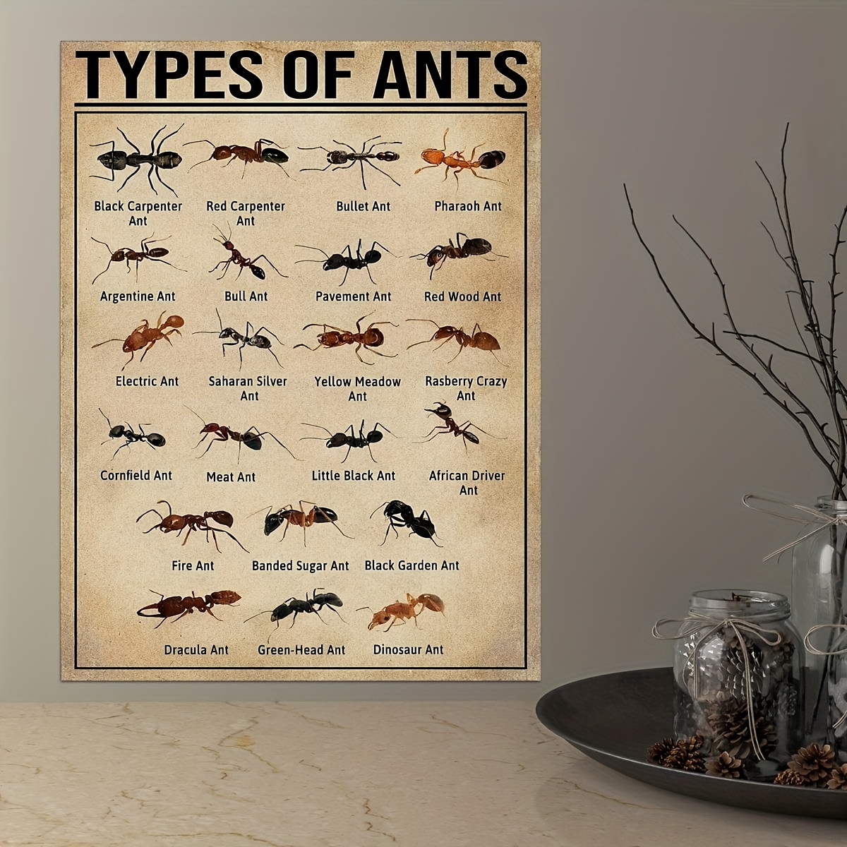 Ant Types Canvas Poster Stunning Wall Art Living Room - Temu