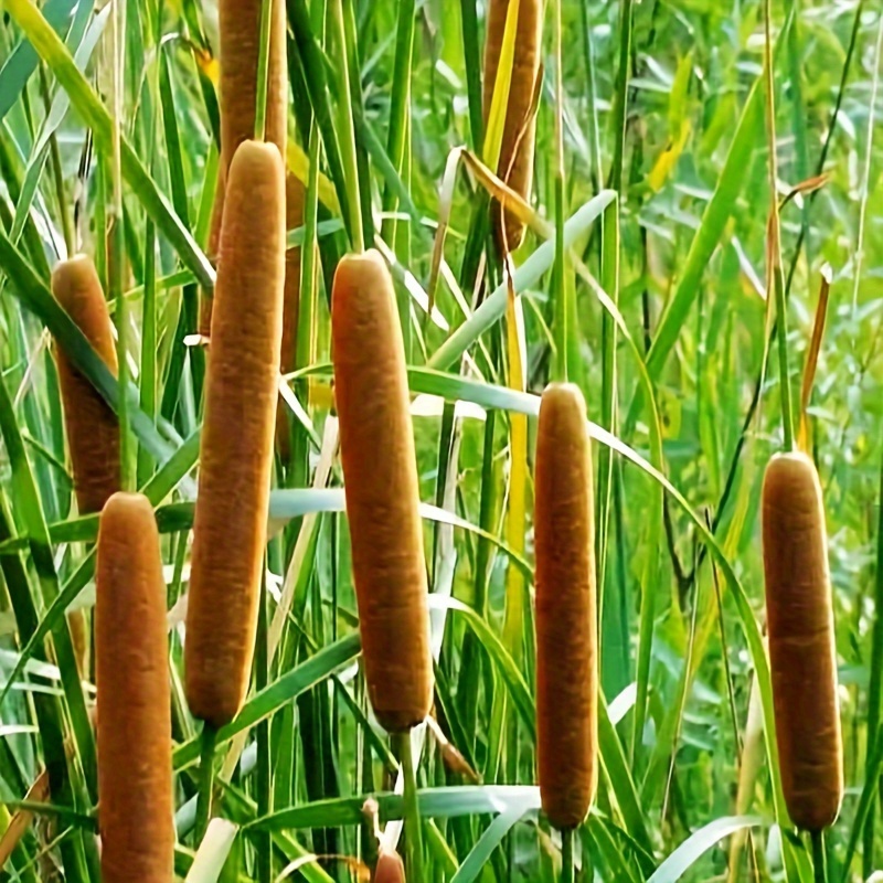 Cat Tail Flower Arrangements | Best Flower Site