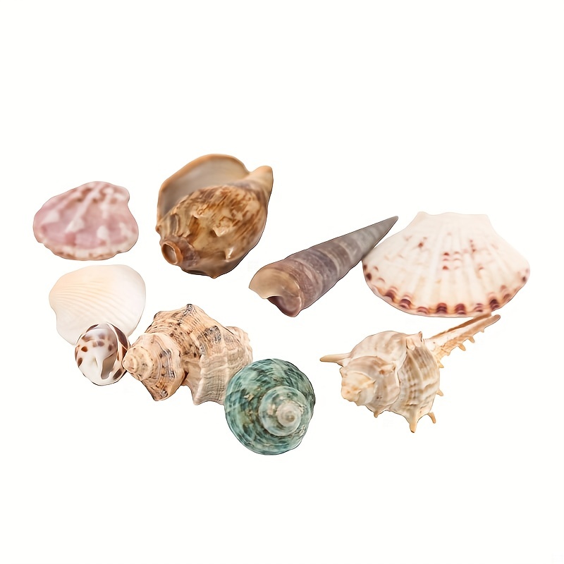 Diy Shell Conch Craft Kit Assorted Seashells Stunning - Temu