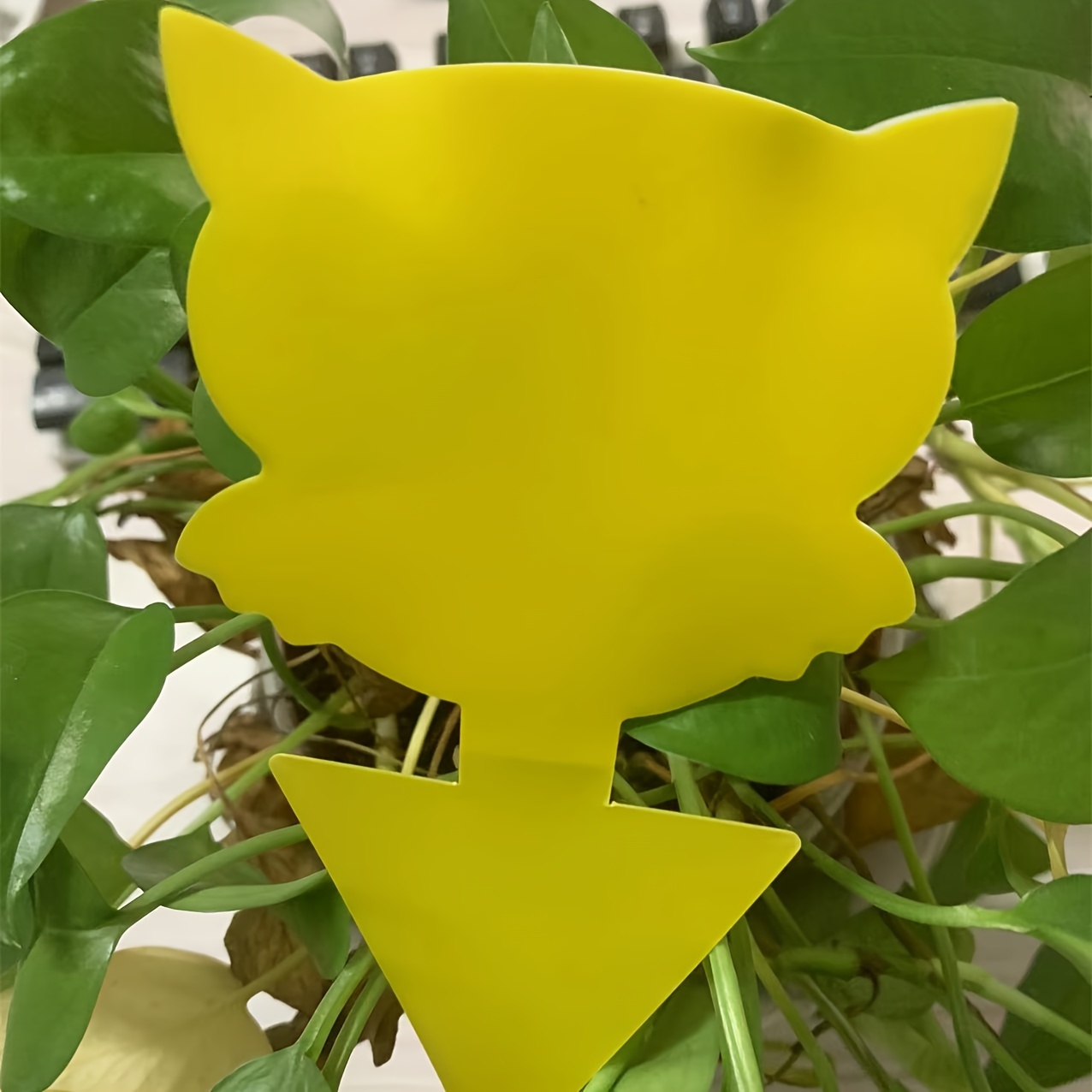 Card Insect Trap Fruit Fly Traps Fungus - Temu United