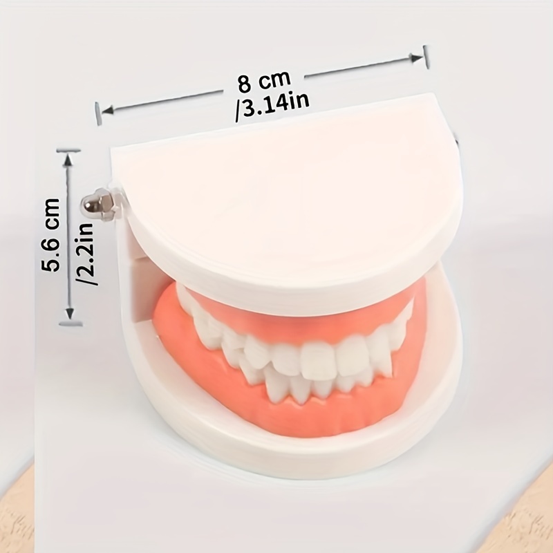 1pc 치과 모델 구강 모델 유치원 치과 모델 학생들에게 치아를 올바르게 닦는 방법 교육 치과 디스플레이 모 Temu
