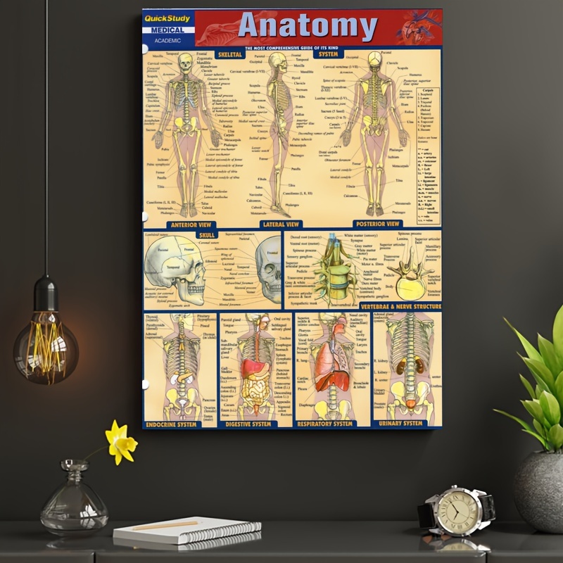 anatomy poster sold on Temu United States