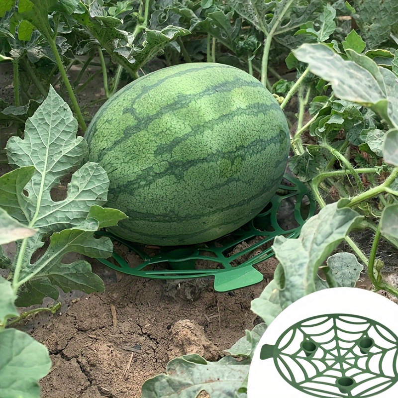 watermelon in plant sold on Temu United States