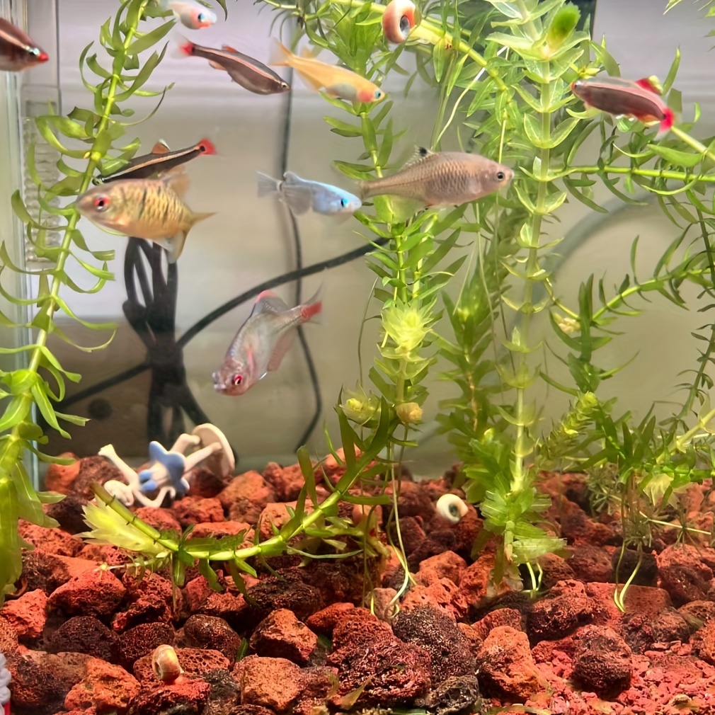 Stone Decorative Marbles Natural Red Volcanic Lava Rocks - Temu