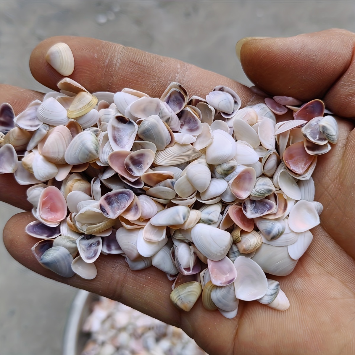 Natural Seashell Conch Mix Perfect Diy Nail Art Aquarium - Temu