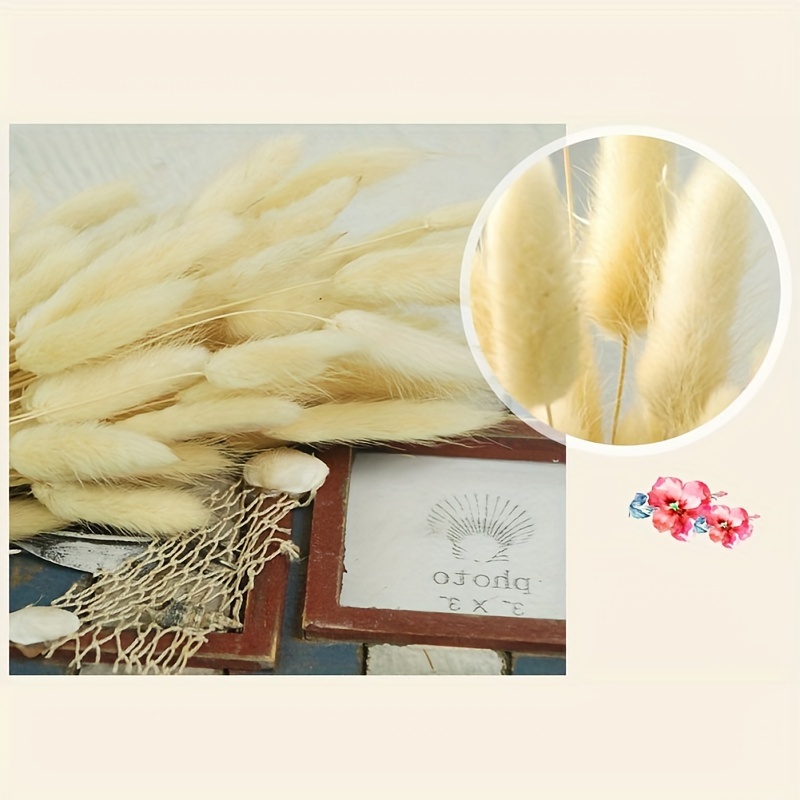 50pcs Bunny Tails Dried Flowers, Natural Dried Bunny Tails Grass Dried ...