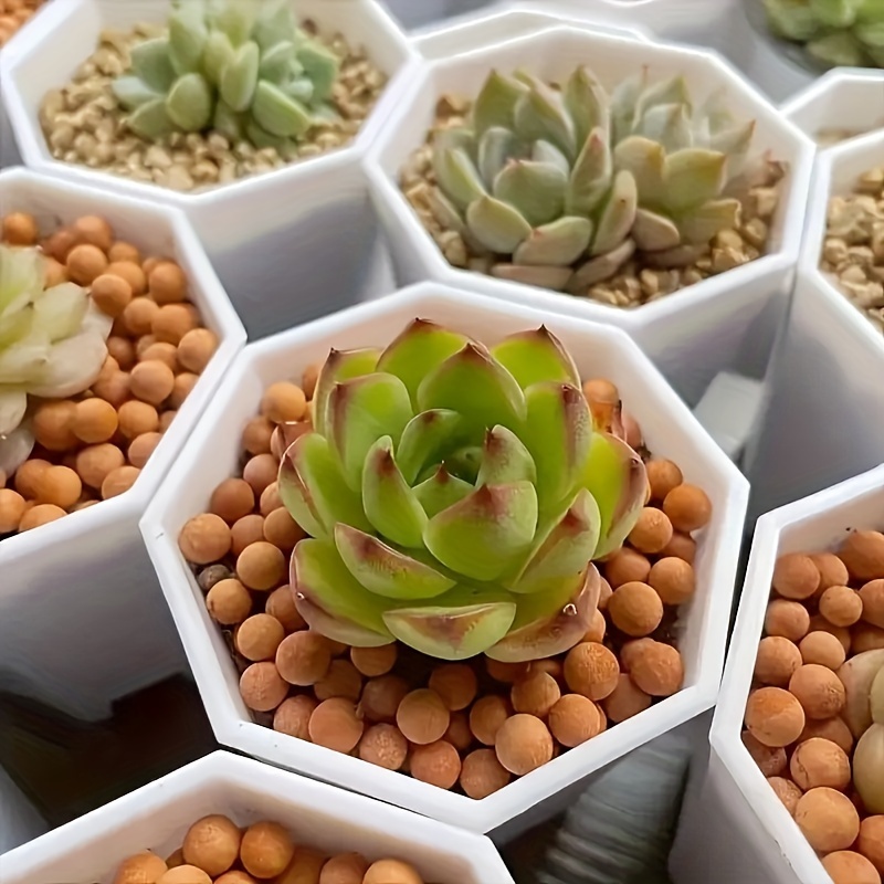 2 4 6pcs octagonal planter special for succulents indoor outdoor ...