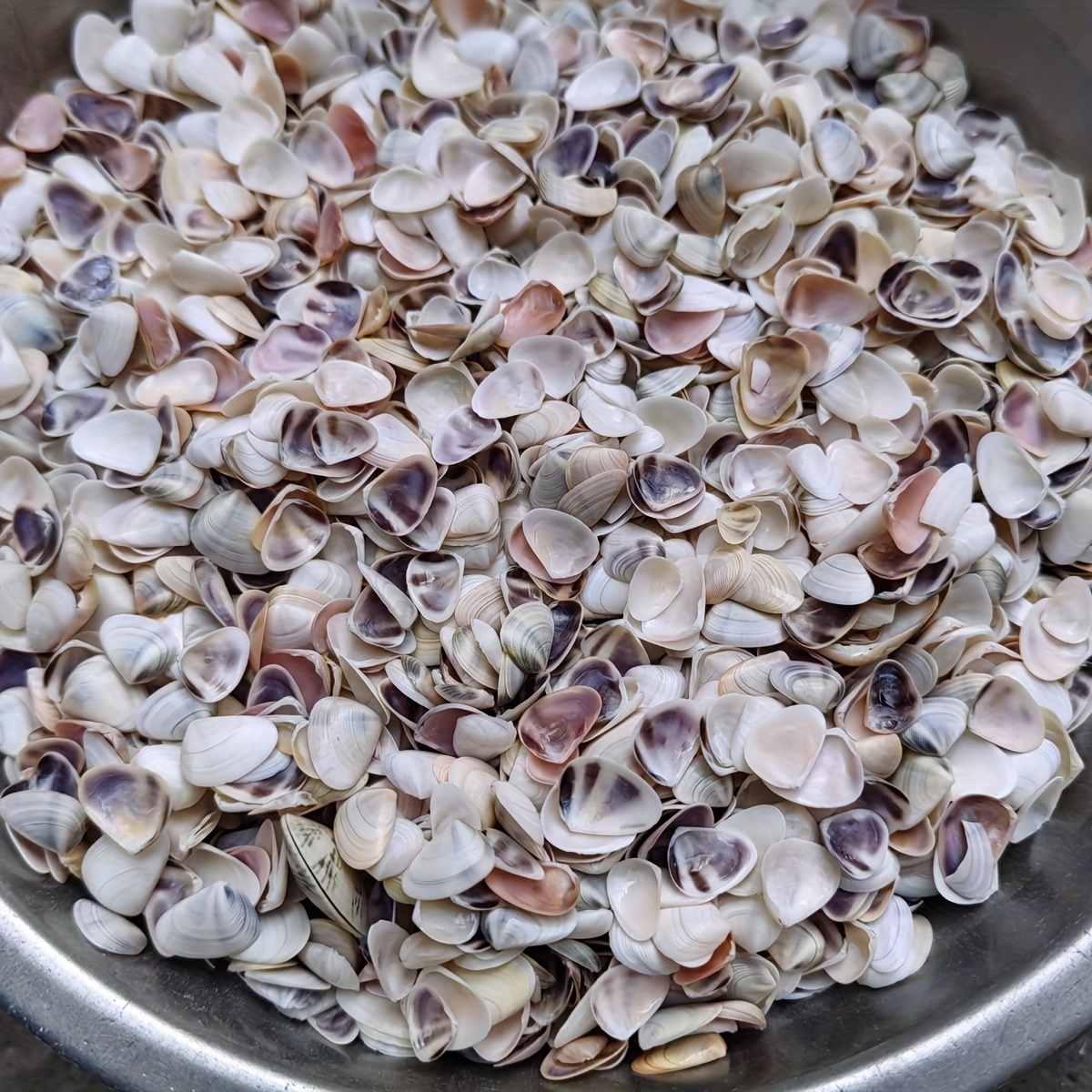 Natural Seashell Conch Mix Perfect Diy Nail Art Aquarium - Temu