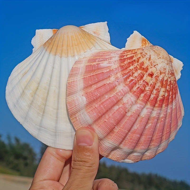 artificial shells - United Arab