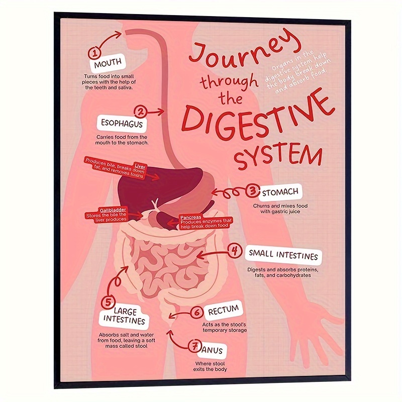 Pink Human Anatomy Poster Digestive System Educational - Temu