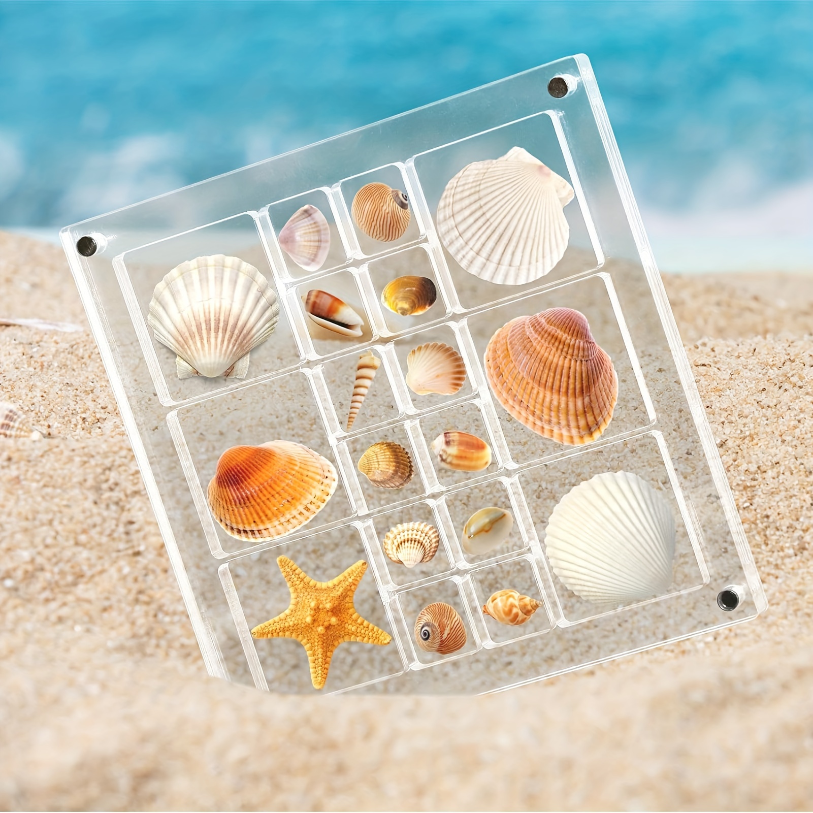 Acrylic Magnetic Seashell Display Box Large Size Seashell - Temu