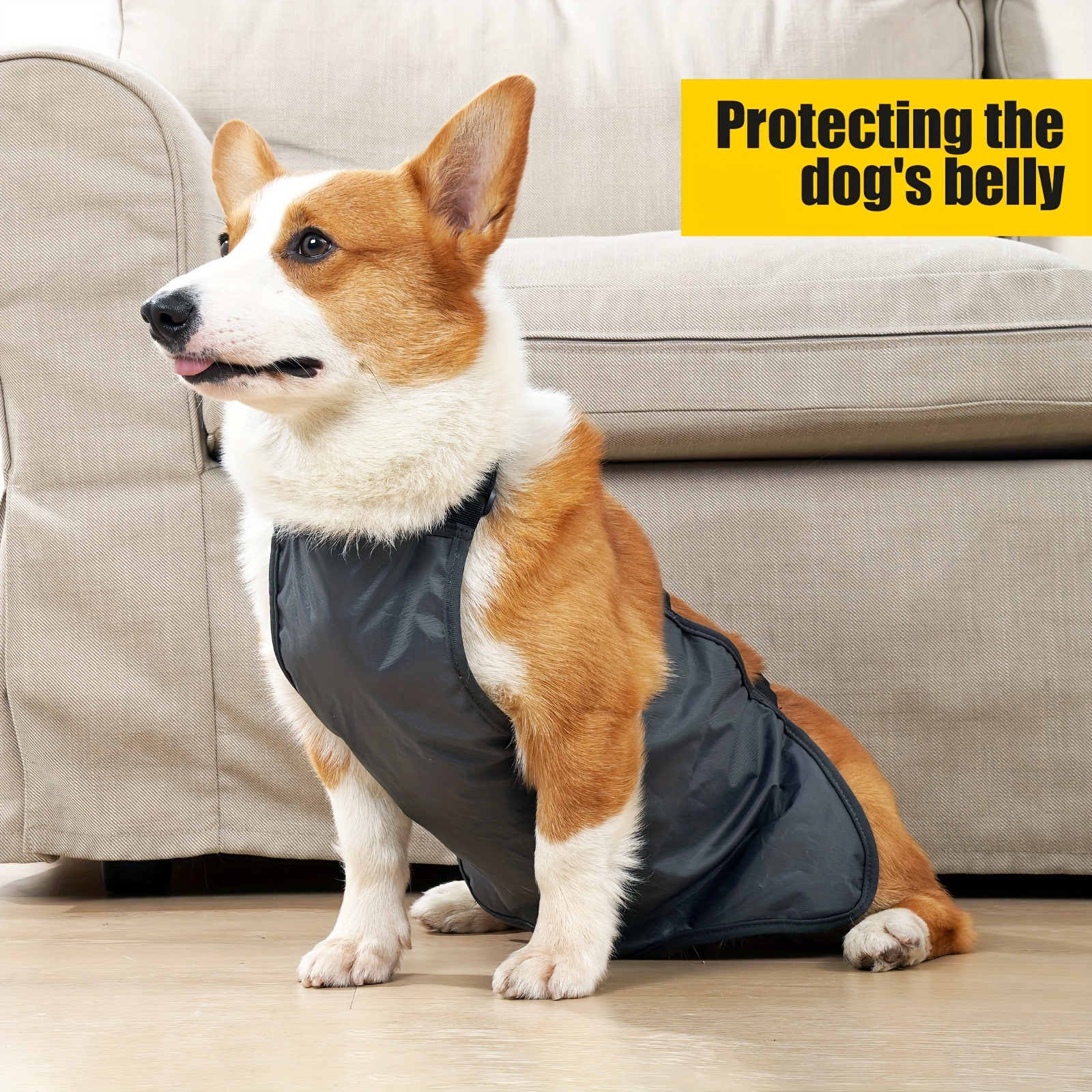 Corgi In Clothes
