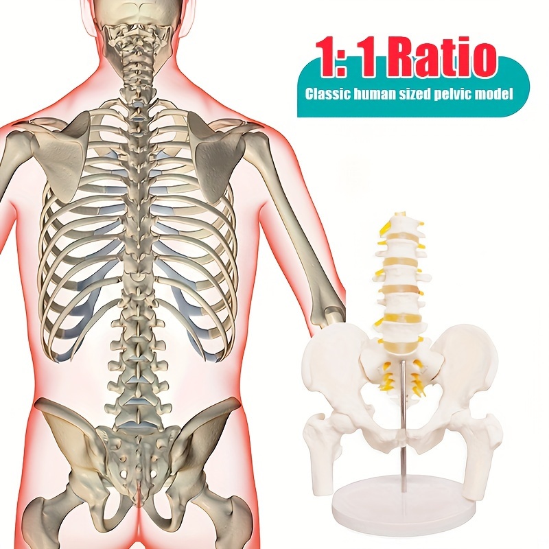 1 1 Life Size Lumbar Vertebrae And Pelvis Model Flexible Joint Human ...