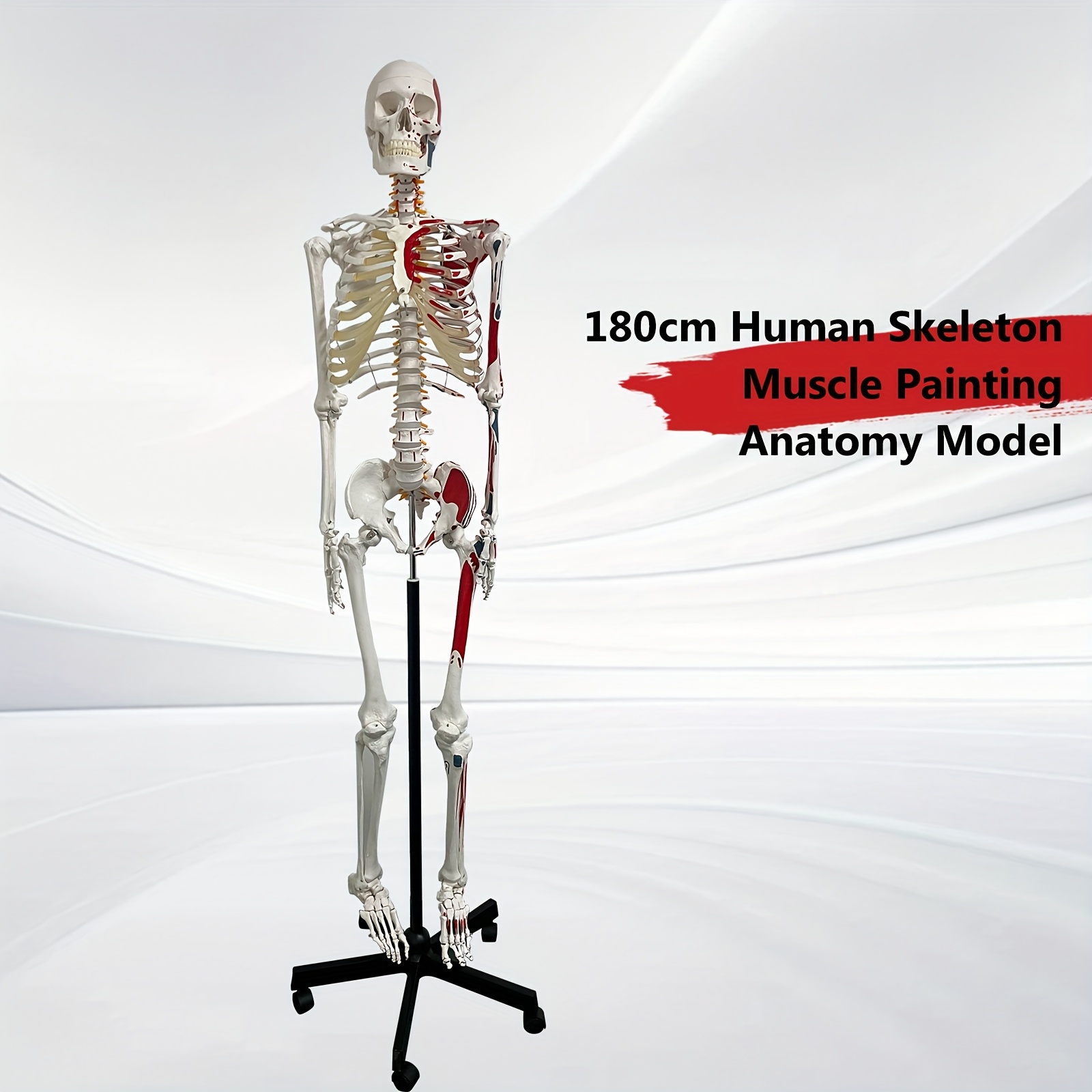 Medical Skeleton Anatomy Model Full Size Life-Size Human Skeleton Model ...