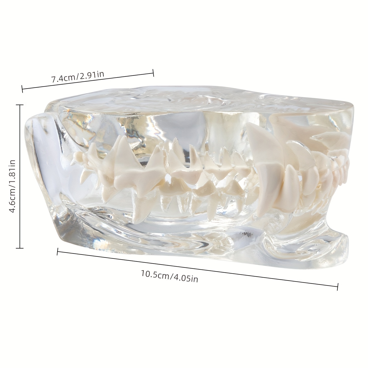 Canine Dental Model Clear Dog Teeth Model Tooth Jaw Anatomy - Temu