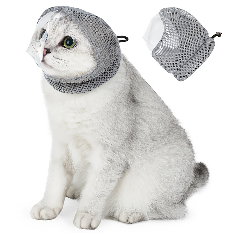 Katzen Astronautenkostüm Astronautenkatze Kostenloses Stock Bild