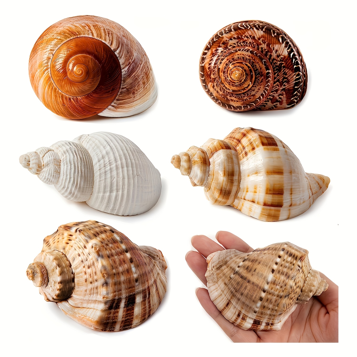 sea shells - United Kingdom