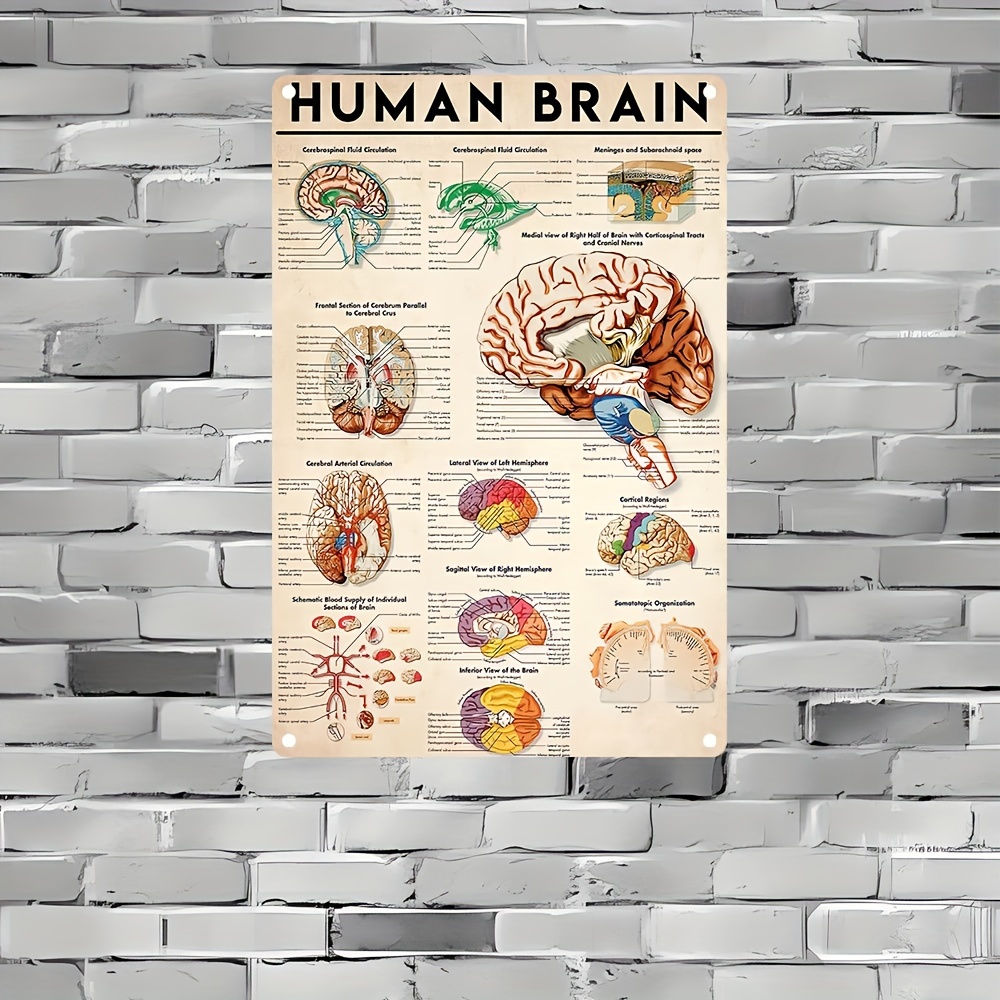Human Brain Poster Art Neurology Art Anatomical - Temu