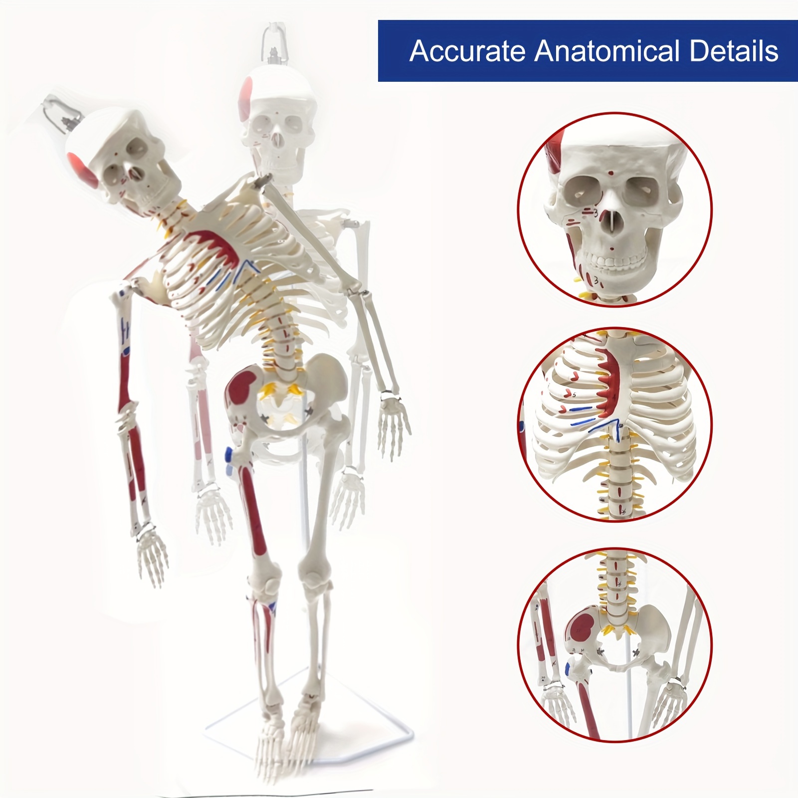 skeleton life size sold on Temu United States