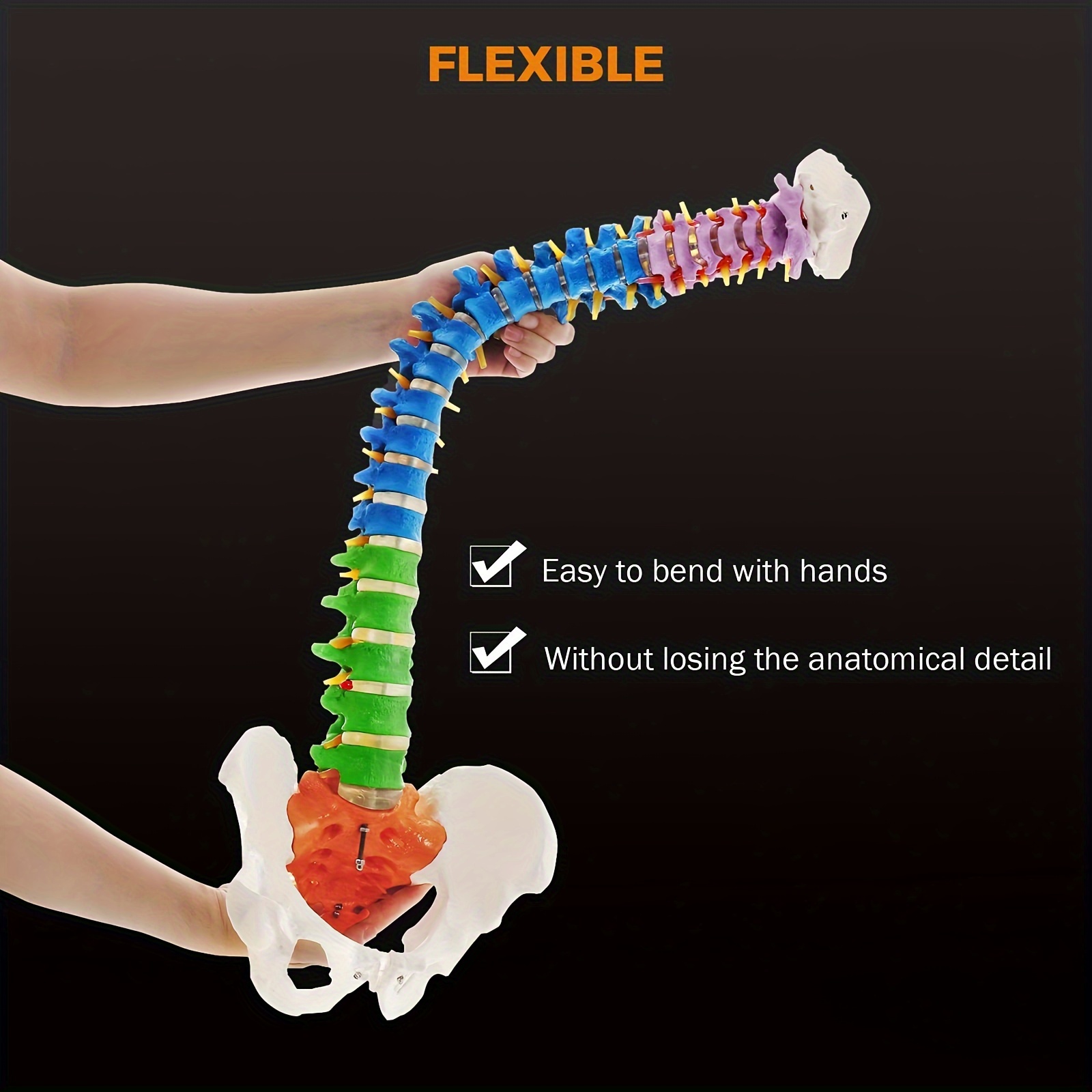 Flexible Pvc Human Spine Model With Anatomical Accuracy - Uncharged ...