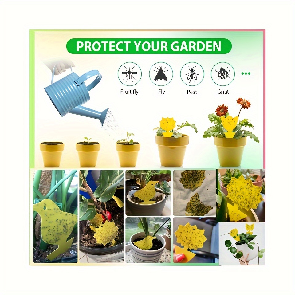 Fruit Fly Sticky Traps Fungus Gnat Sticky Traps Bug Traps - Temu South ...