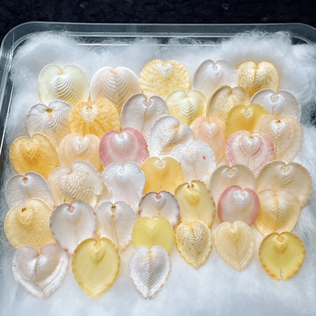sea shells sold on Temu United States