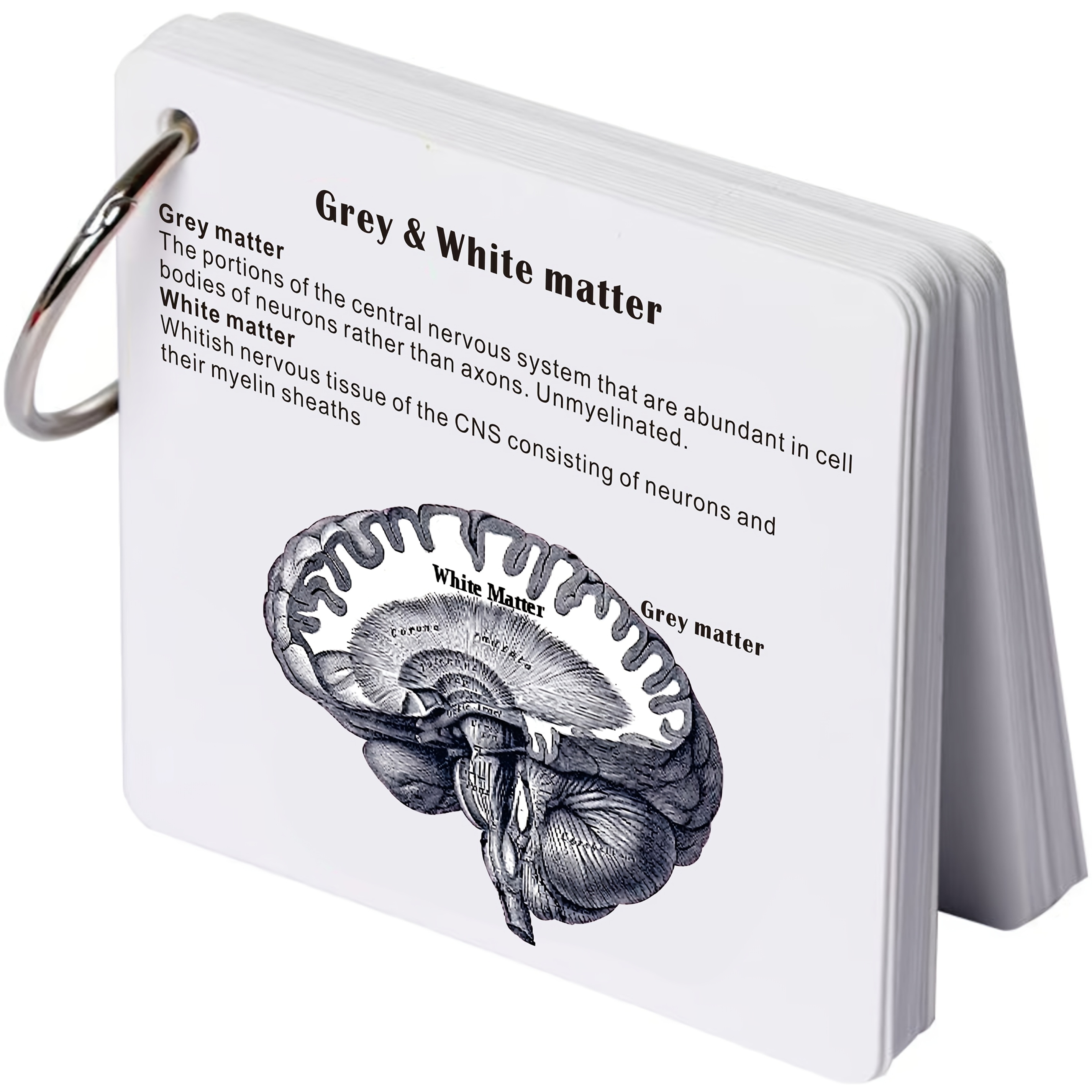 anatomy sold on Temu Australia