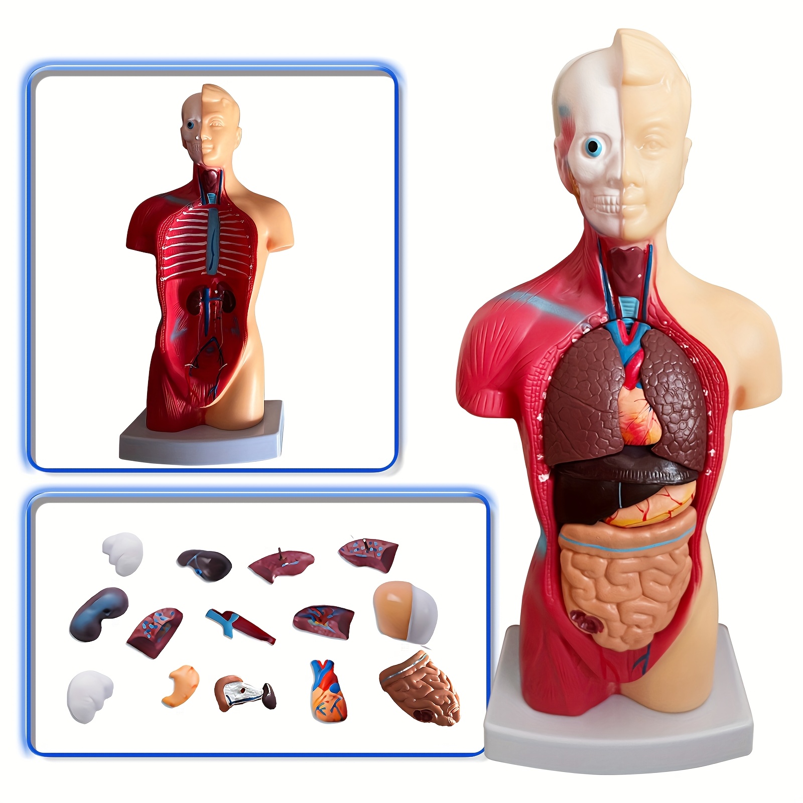 Gifts For Students Human Body Anatomy Model – Removable Parts Torso ...